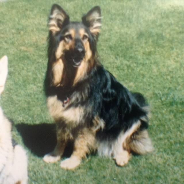 To all the dogs I’ve loved before… Holly. – 14 Weeks Worth of Socks