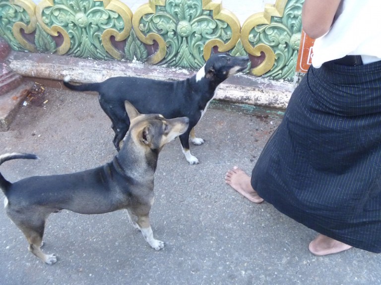 Dogs of Myanmar (photos) – 14 Weeks Worth of Socks