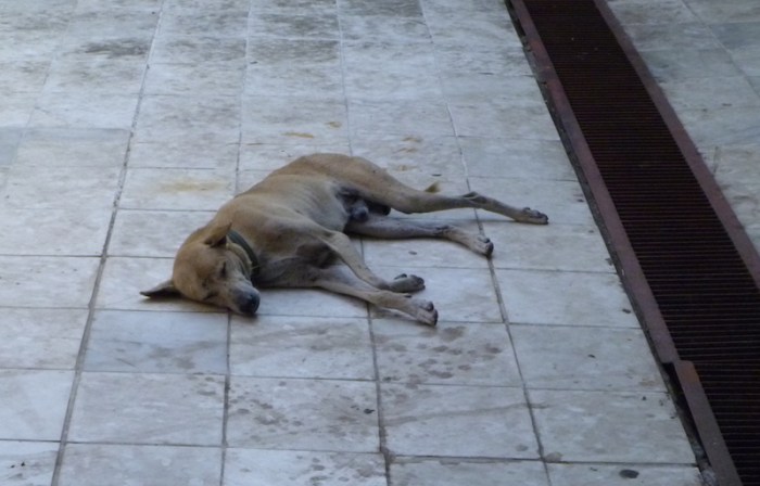 Dogs of Myanmar (photos) – 14 Weeks Worth of Socks