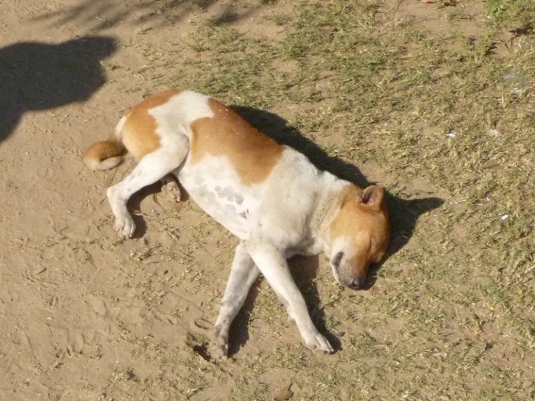 Dogs of Myanmar (photos) – 14 Weeks Worth of Socks
