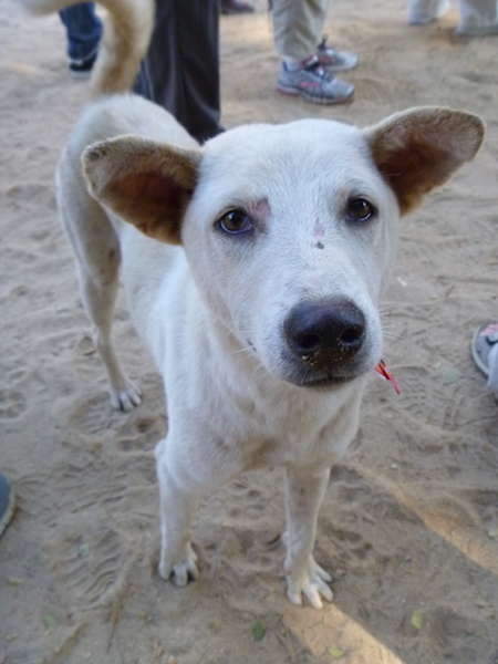 Dogs of Myanmar (photos) – 14 Weeks Worth of Socks
