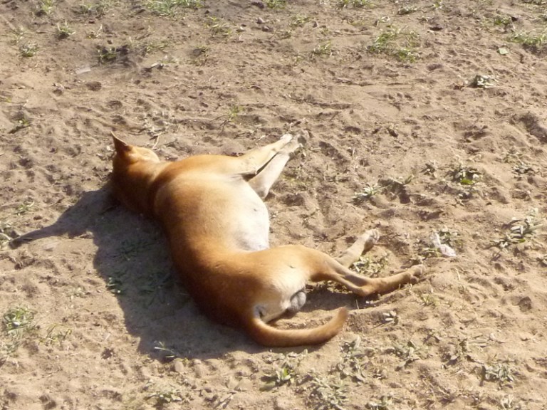 Dogs of Myanmar (photos) – 14 Weeks Worth of Socks