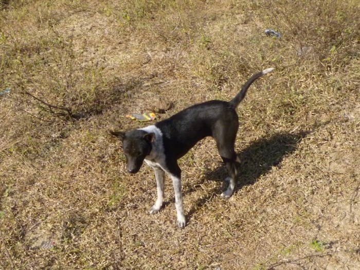 Dogs of Myanmar (photos) – 14 Weeks Worth of Socks