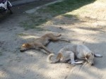 Dogs of Myanmar (photos) – 14 Weeks Worth of Socks