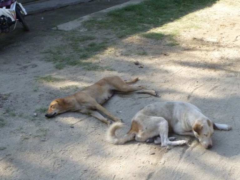Dogs of Myanmar (photos) – 14 Weeks Worth of Socks