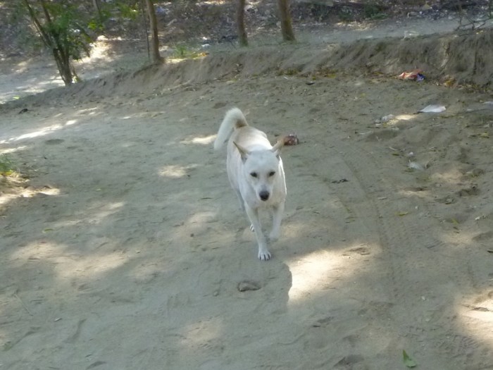 Dogs of Myanmar (photos) – 14 Weeks Worth of Socks