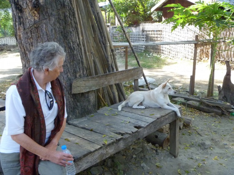 Dogs of Myanmar (photos) – 14 Weeks Worth of Socks