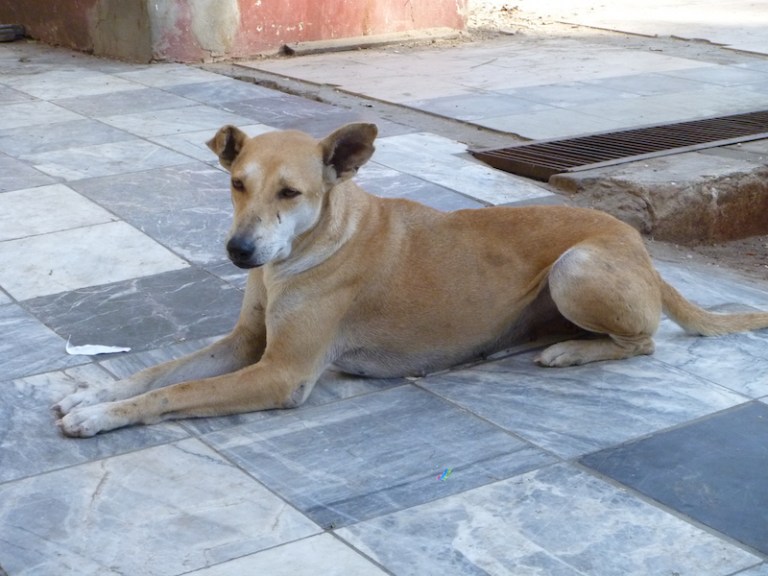Dogs of Myanmar (photos) – 14 Weeks Worth of Socks