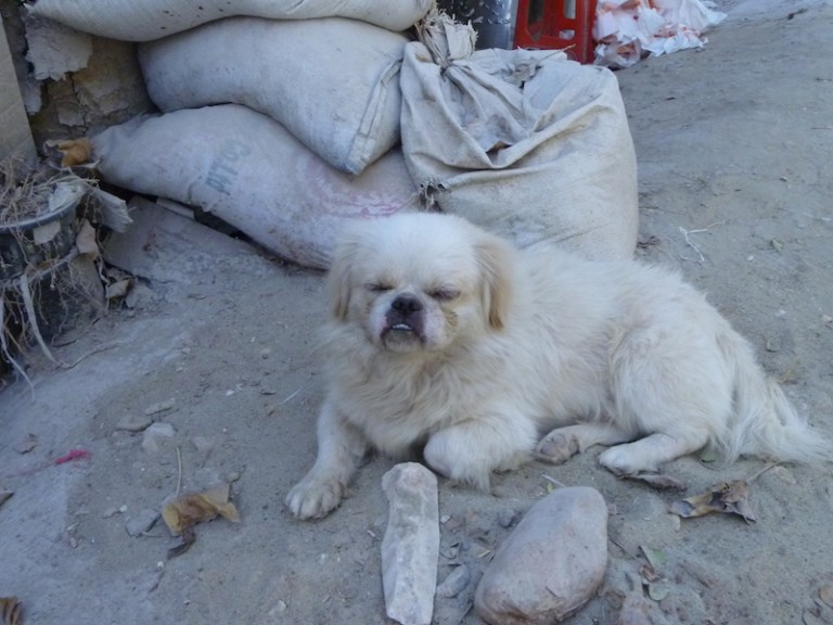 Dogs of Myanmar (photos) – 14 Weeks Worth of Socks