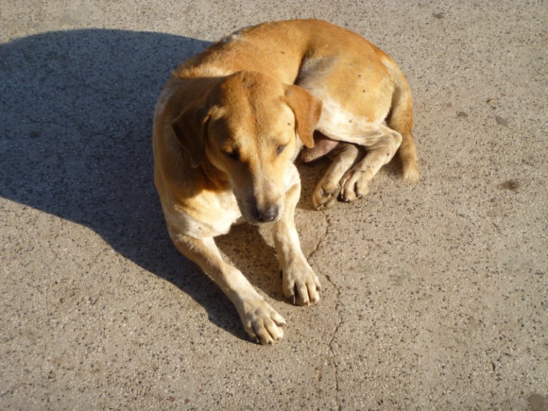 Dogs of Myanmar (photos) – 14 Weeks Worth of Socks
