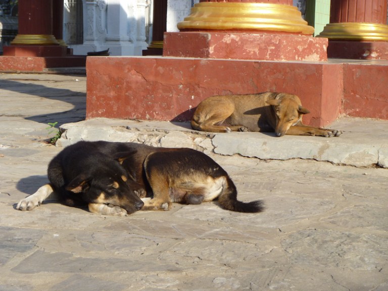 Dogs of Myanmar (photos) – 14 Weeks Worth of Socks