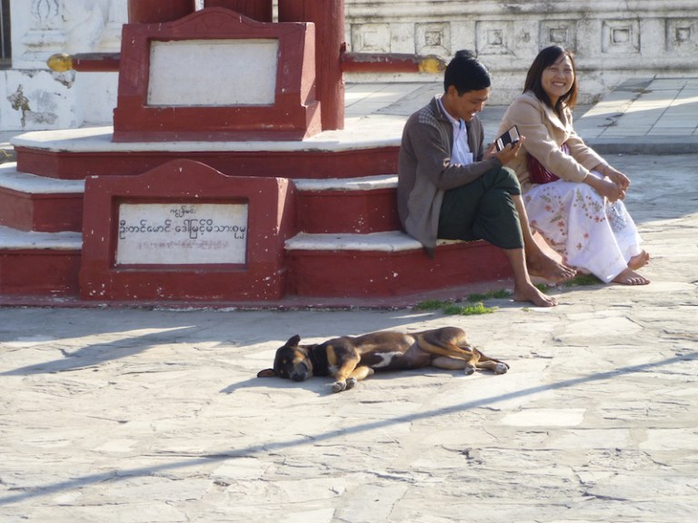 Dogs of Myanmar (photos) – 14 Weeks Worth of Socks
