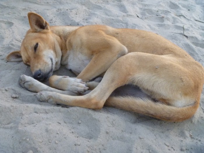 Dogs of Myanmar (photos) – 14 Weeks Worth of Socks